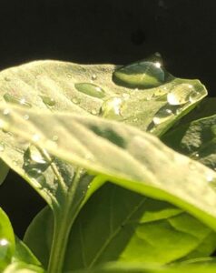 Fertilización Foliar | Guy Sela | Cropaia