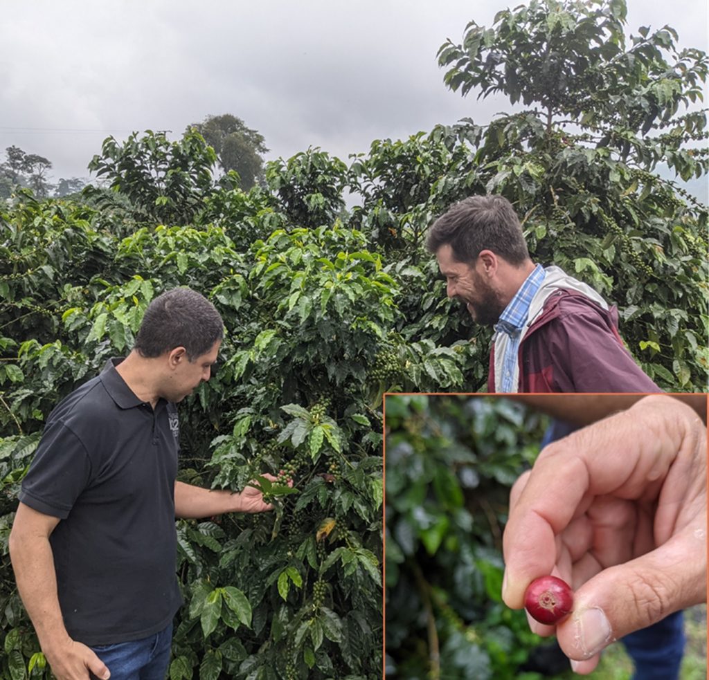 La broca del café (Hypothenemus hampei) | Guy Sela | Cropaia