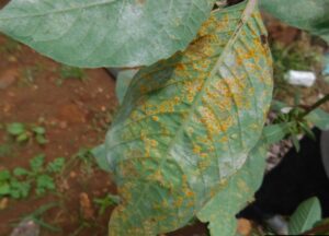 Rust diseases – causes, symptoms, and treatment | Cropaia