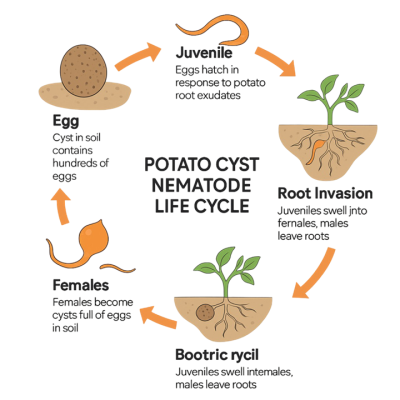 How to Manage Potato Cyst Nematodes:| Cropaia