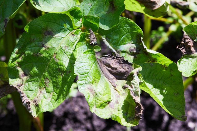 Guide to Potato Cultivation: From Planting to Harvest