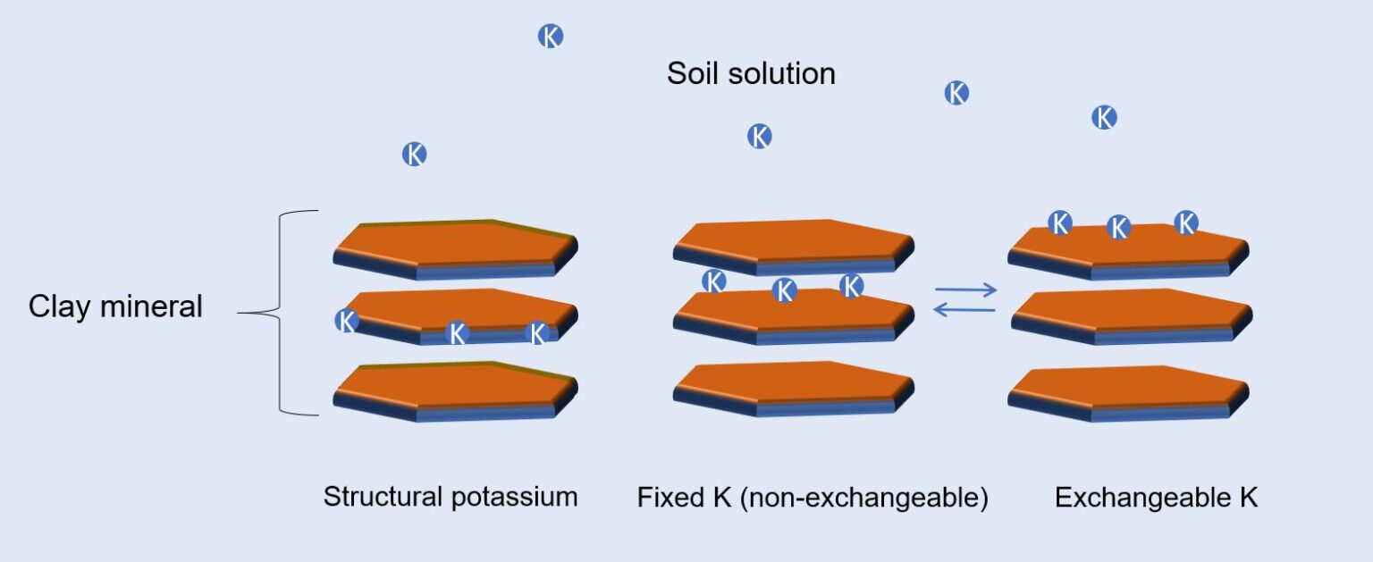 Roles of potassium in plants | Guy Sela | Cropaia