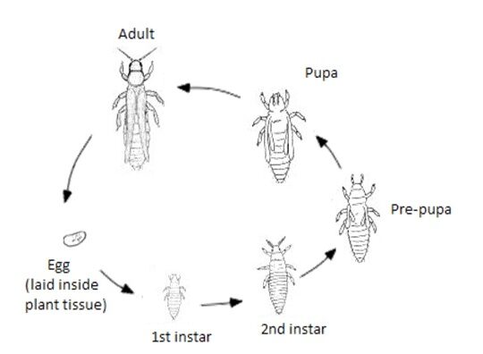 Thrips life cycle | Cropaia